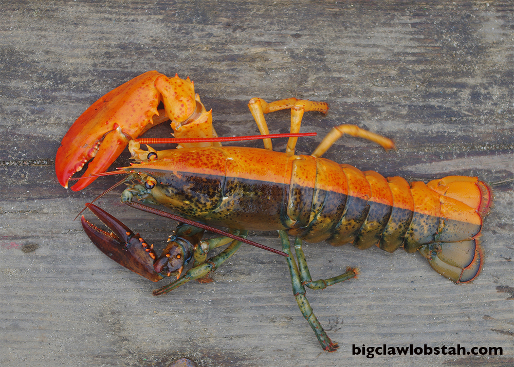 Split Orange Lobster – BIG CLAW Lobstah